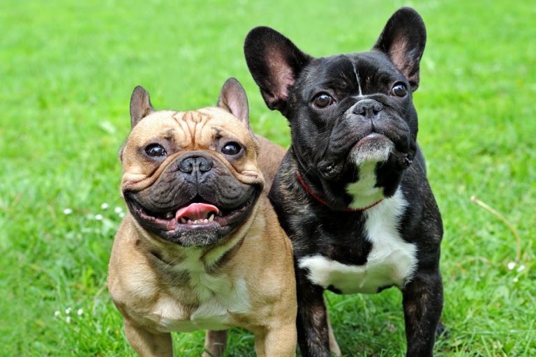 Guide pour rendre votre chien moins craintif - cc-coteauxderandan.fr